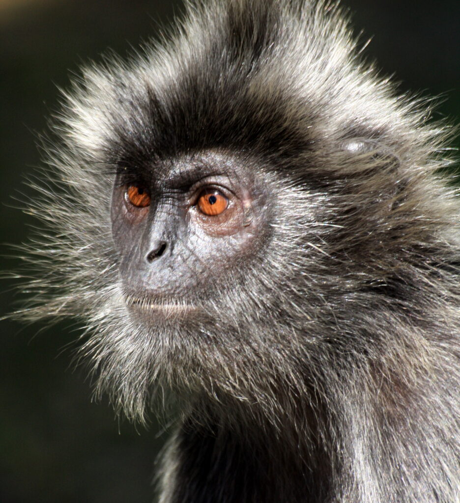 Silvered Leaf Monkeys - e-estidotmy