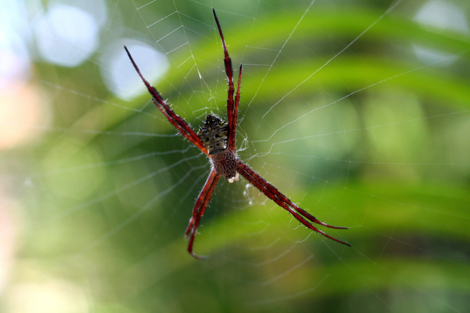 The X-shaped spider - e-estidotmy