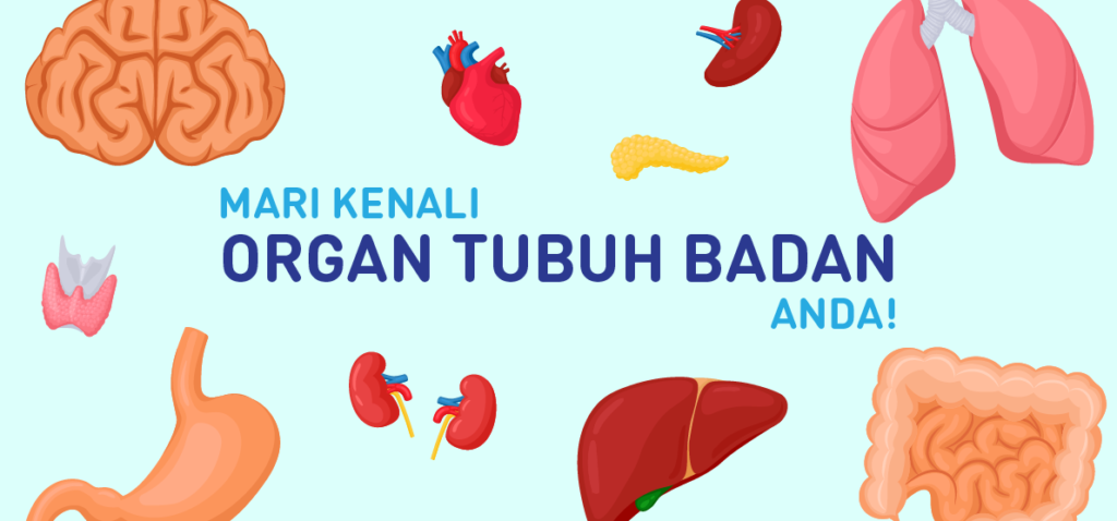 Mari Kenali Organ Tubuh Badan Anda - e-estidotmy