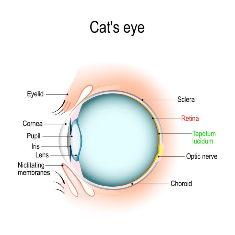 Why do Cats’ Eyes Glow Like Radium in the Dark? - e-estidotmy